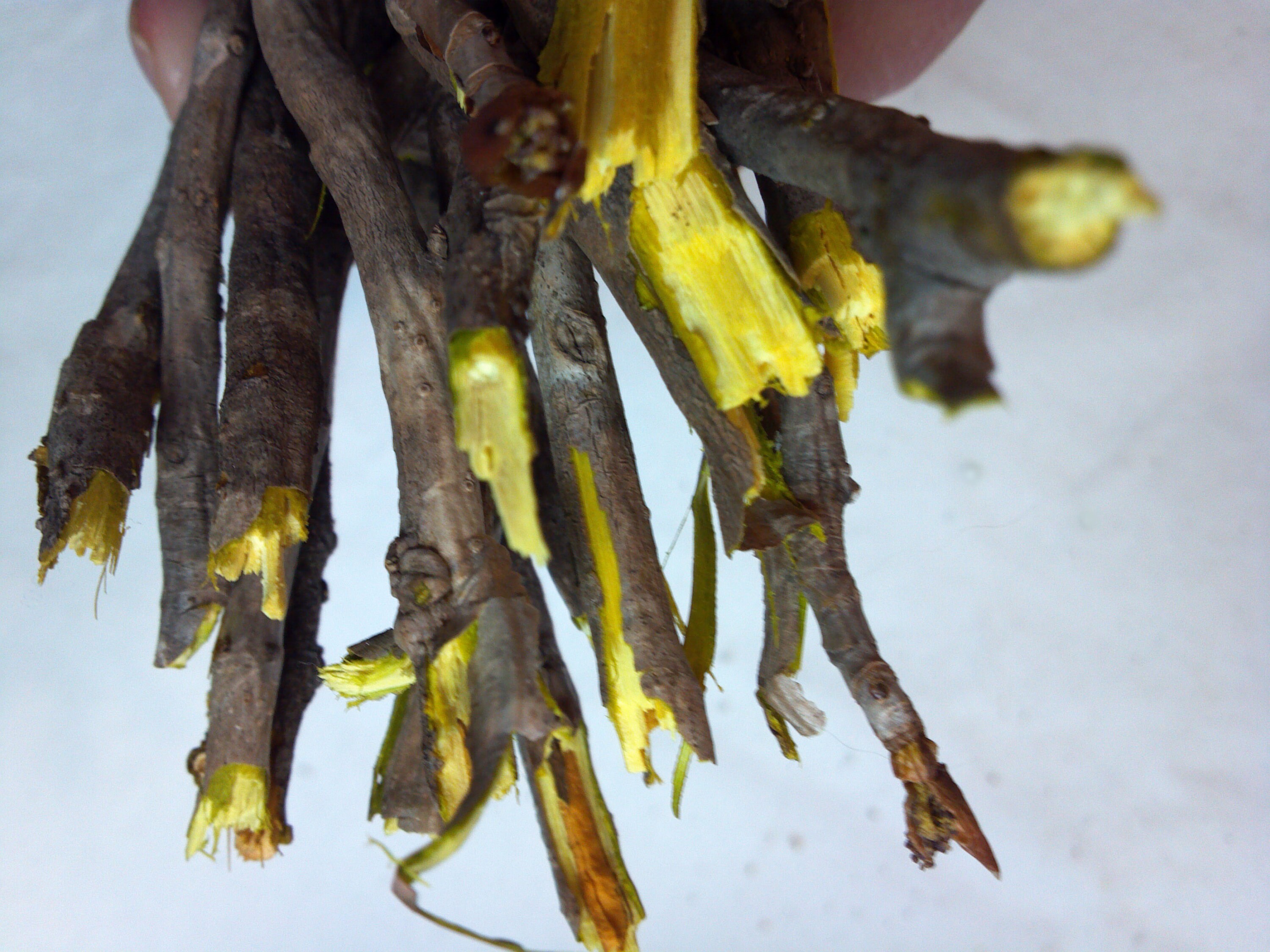 Yellowroot Bundles Dried Herb Xanthorhiza Simplicissima Natural ...