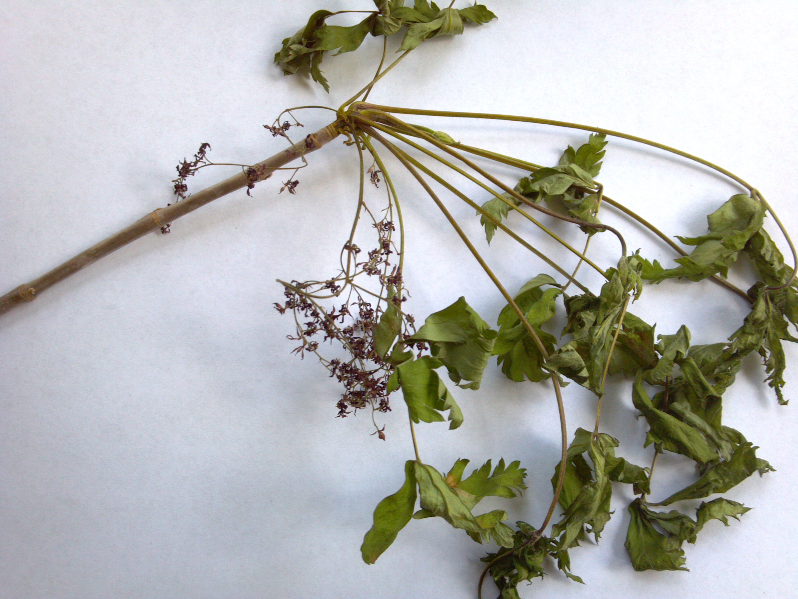 Yellowroot Bundles Dried Herb Xanthorhiza Simplicissima Natural ...