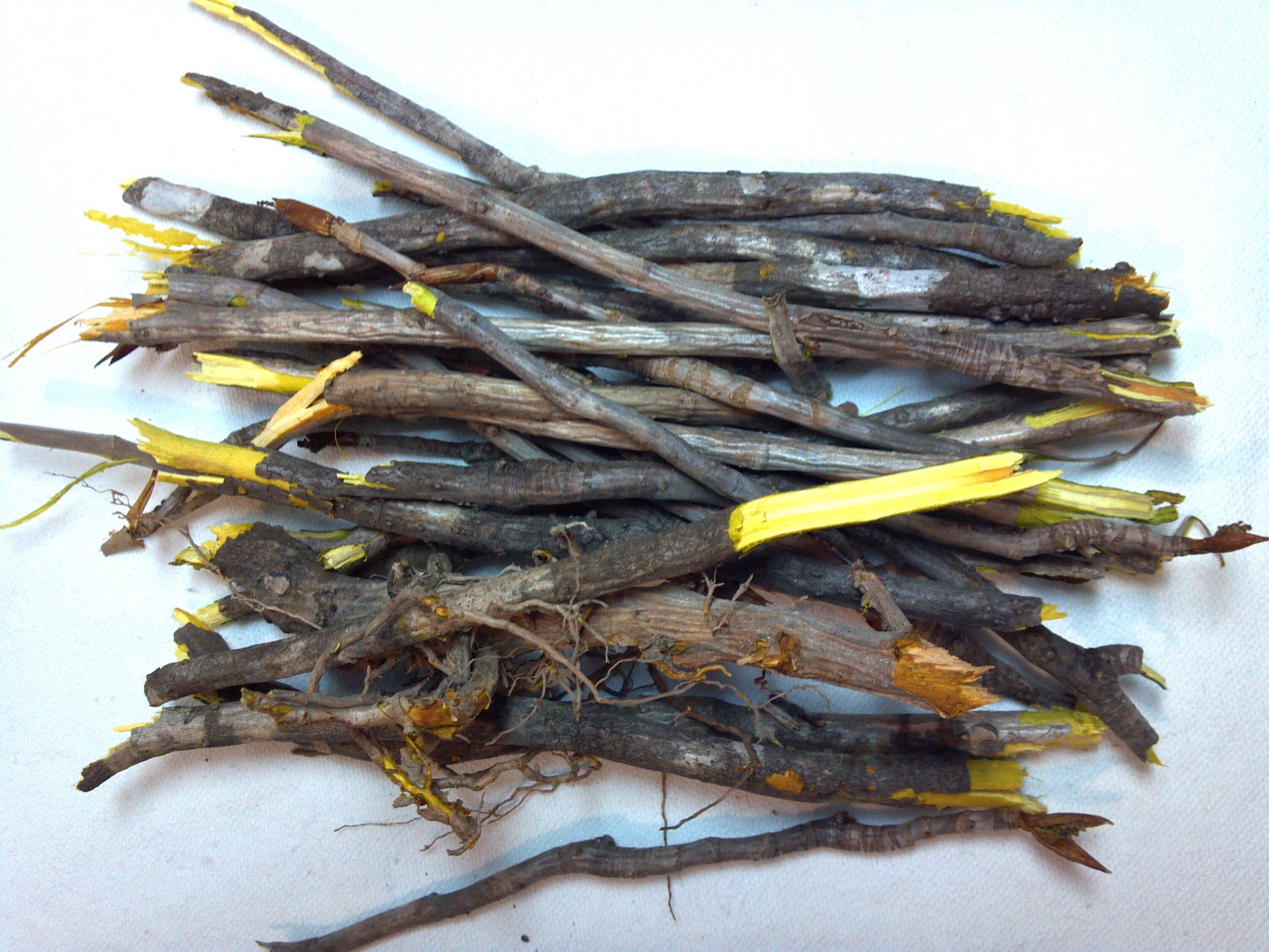 Yellowroot Bundles Dried Herb Xanthorhiza Simplicissima Natural ...