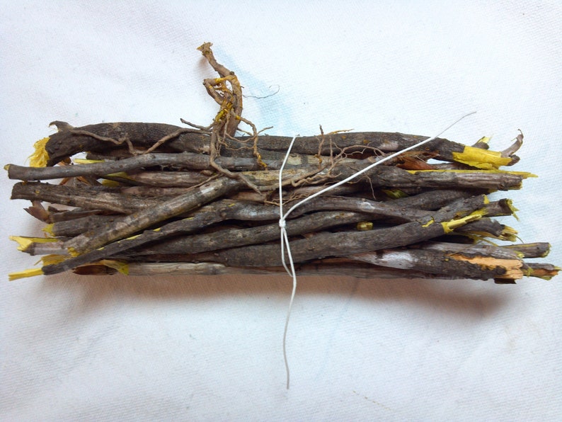 Yellowroot Bundles Dried Herb Xanthorhiza Simplicissima Natural ...