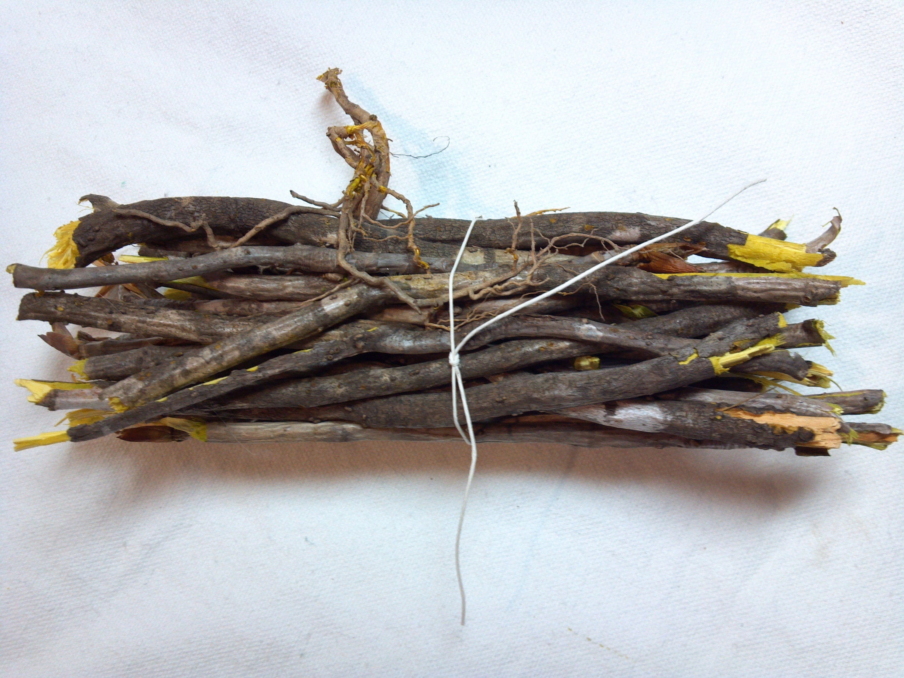 Yellowroot Bundles Dried Herb Xanthorhiza Simplicissima Natural ...