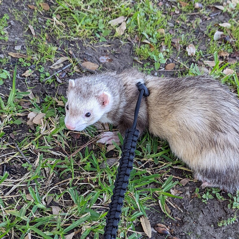 Ferret - Etsy