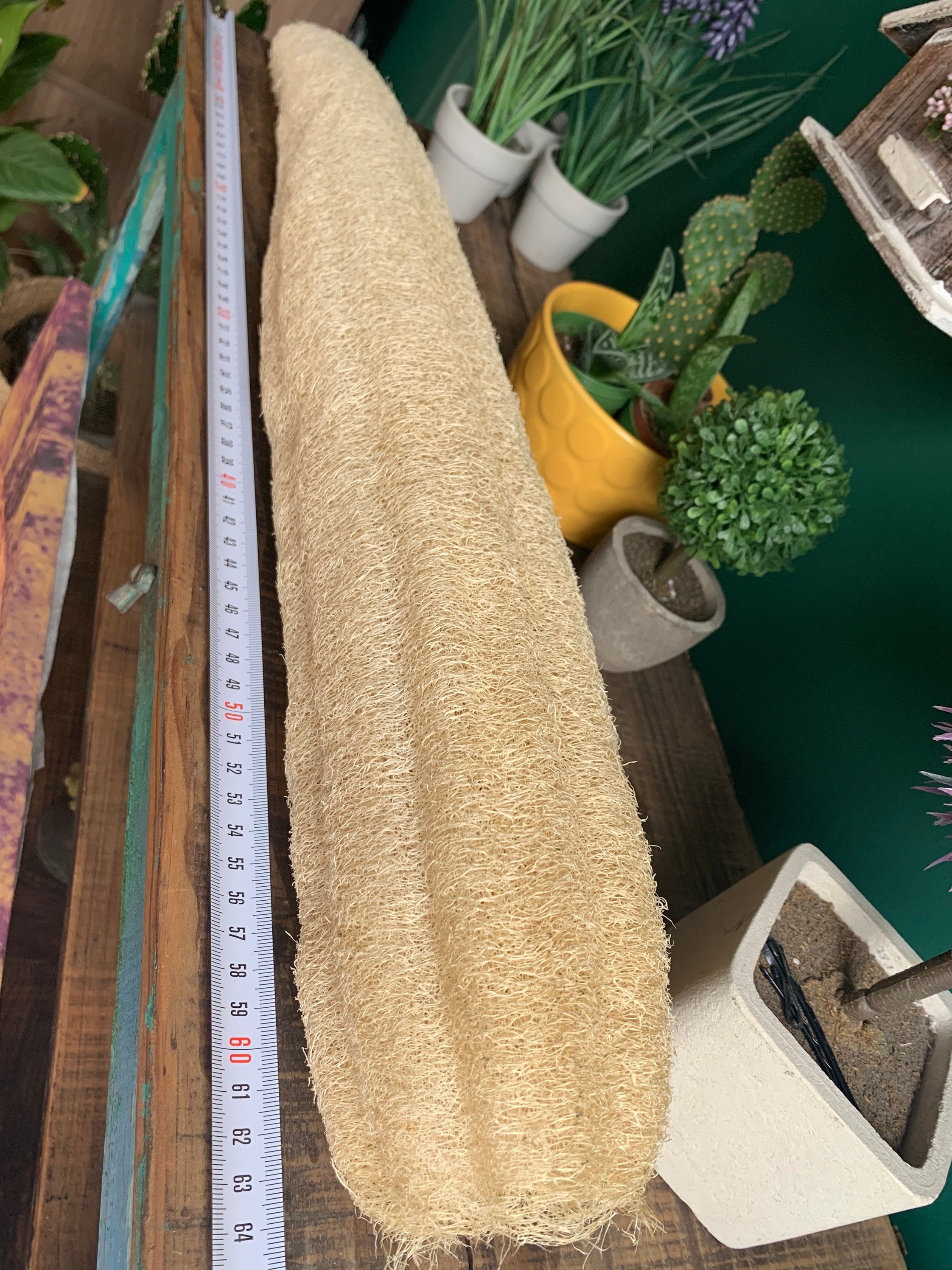 25 Huge Loofah Unique Gift for Mothers Day All Vegan - Etsy Israel