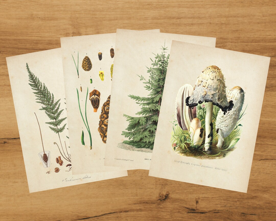 Botanical Postcards - Forest Set | Scrapbook | Snailmail | Vintage ...