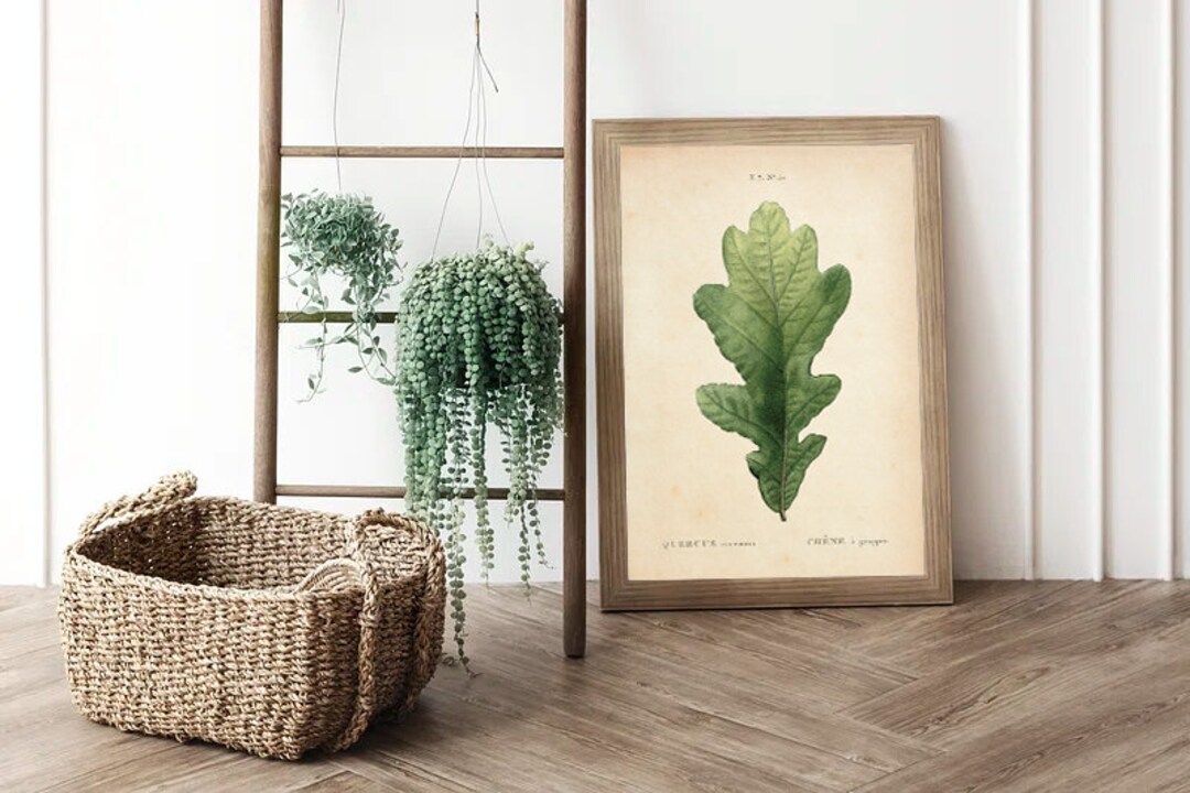 Botanical Poster - Oak Leaf | Vintage | Antique by Bramblewoods - Etsy