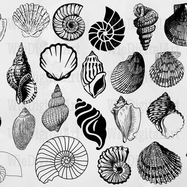 Seashell - Etsy