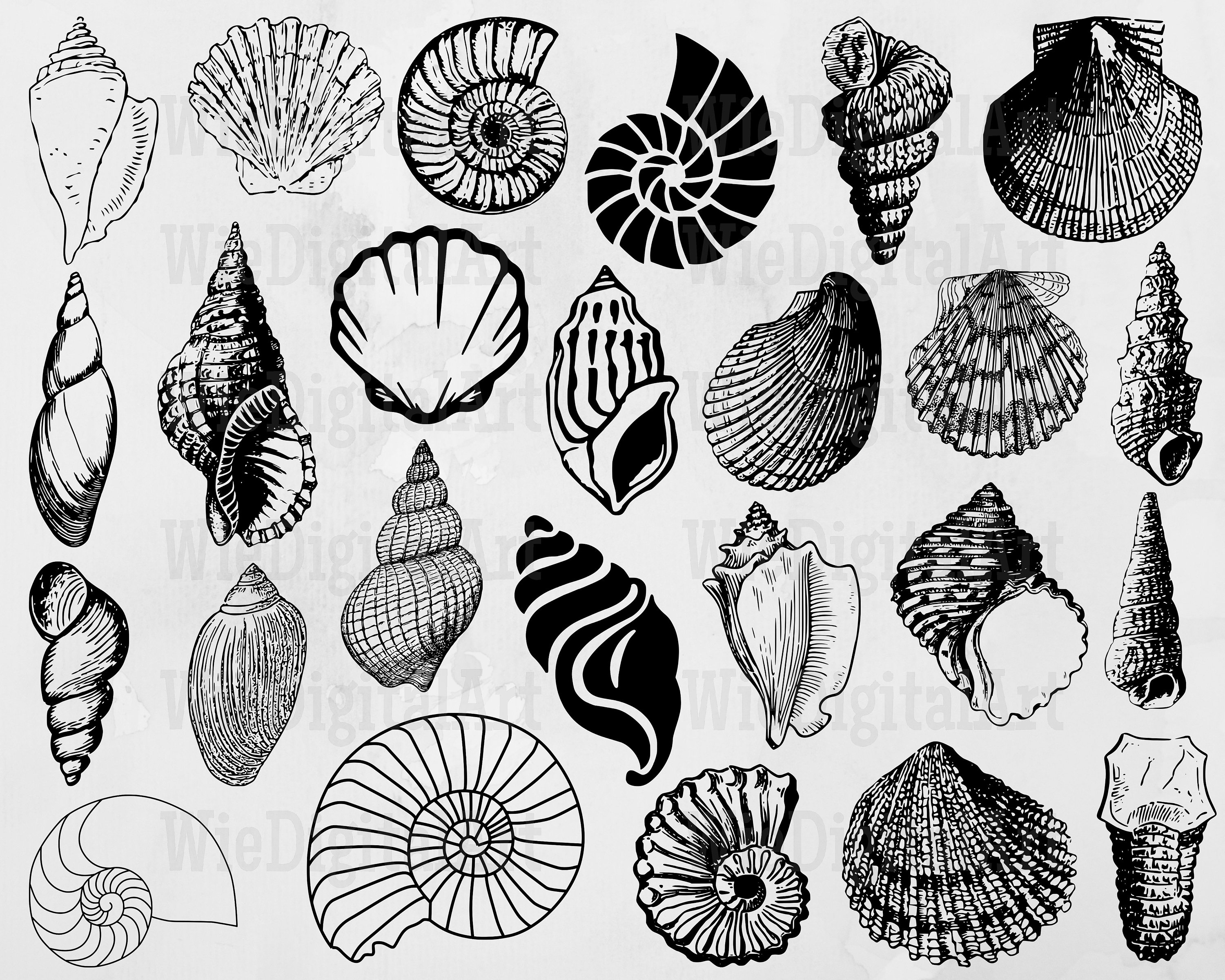 Seashell Svg - Seashell Silhouette - Seashell Svg Bundle - Seashell ...