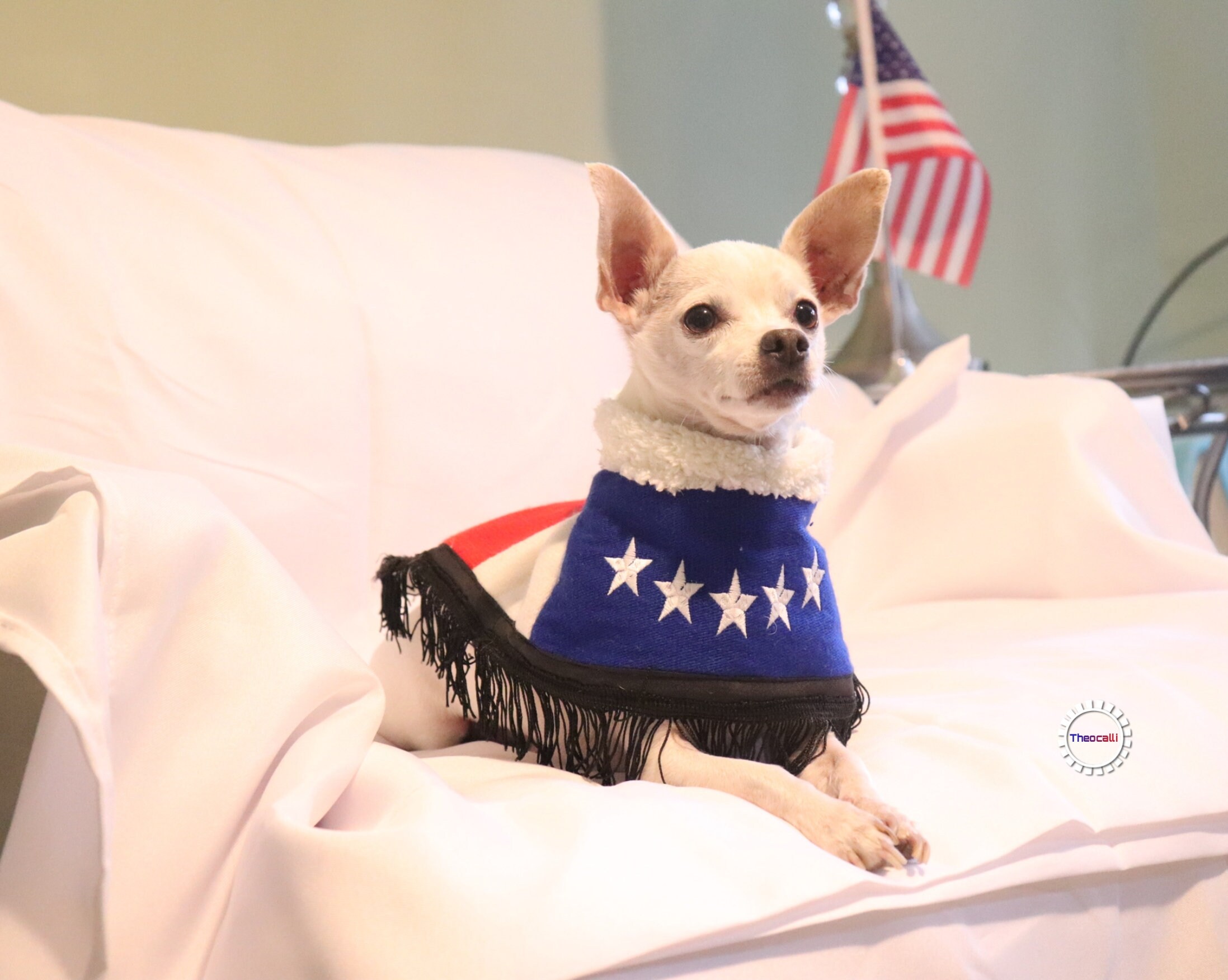 Ropa de perro Poncho Patriótico Americano Poncho perro hecho | Etsy