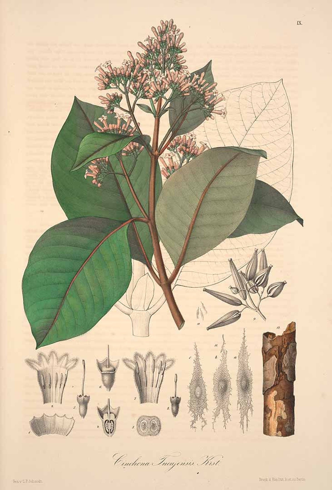 Pharmatea Cinchona bark Peruvian bark / Cinchona pubescens | Etsy