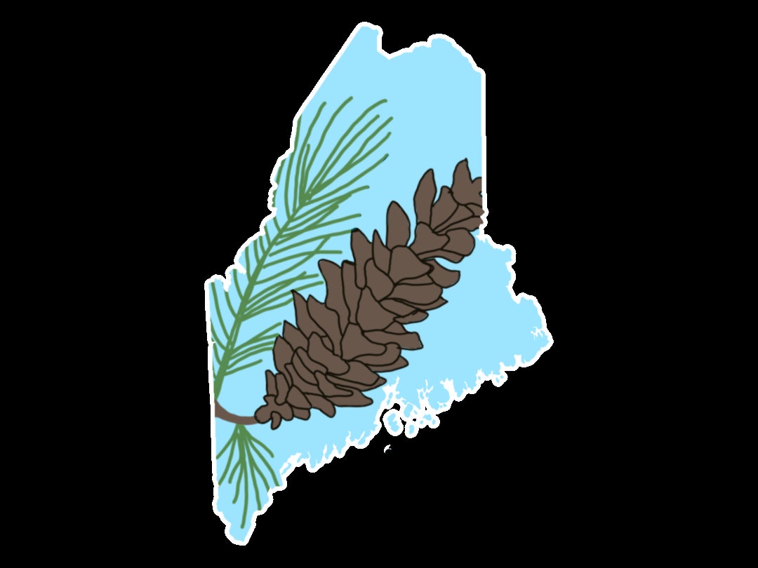 Hand-drawn Maine State Flower, White Pine Sticker; Waterproof Sticker ...