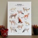 Fox Species Poster English | Fox Species | Scientific Animals Poster ...