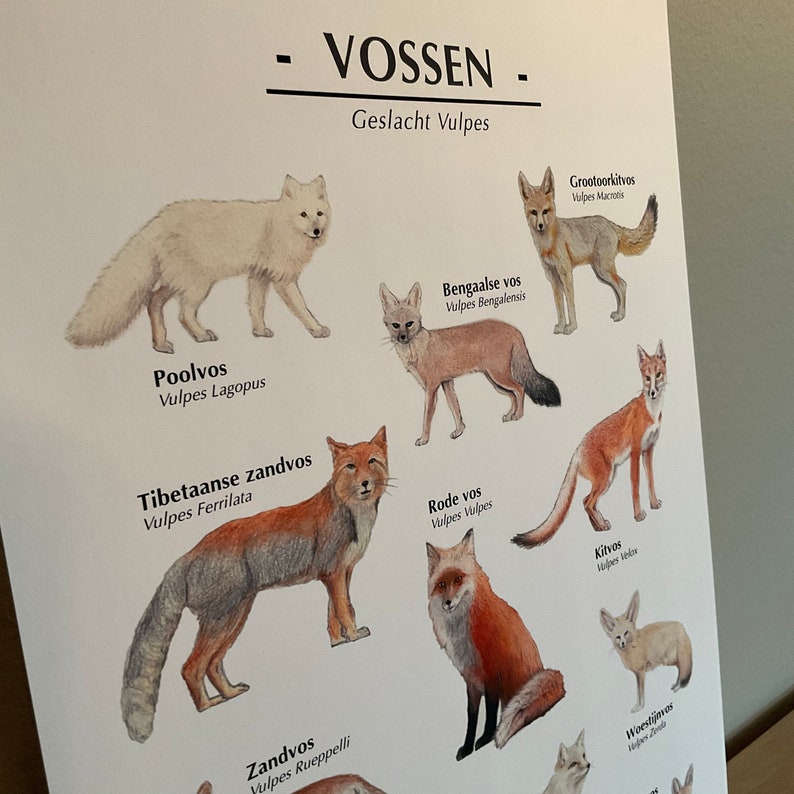 Fox Species Poster Dutch | Fox Species | Scientific Animals Poster ...