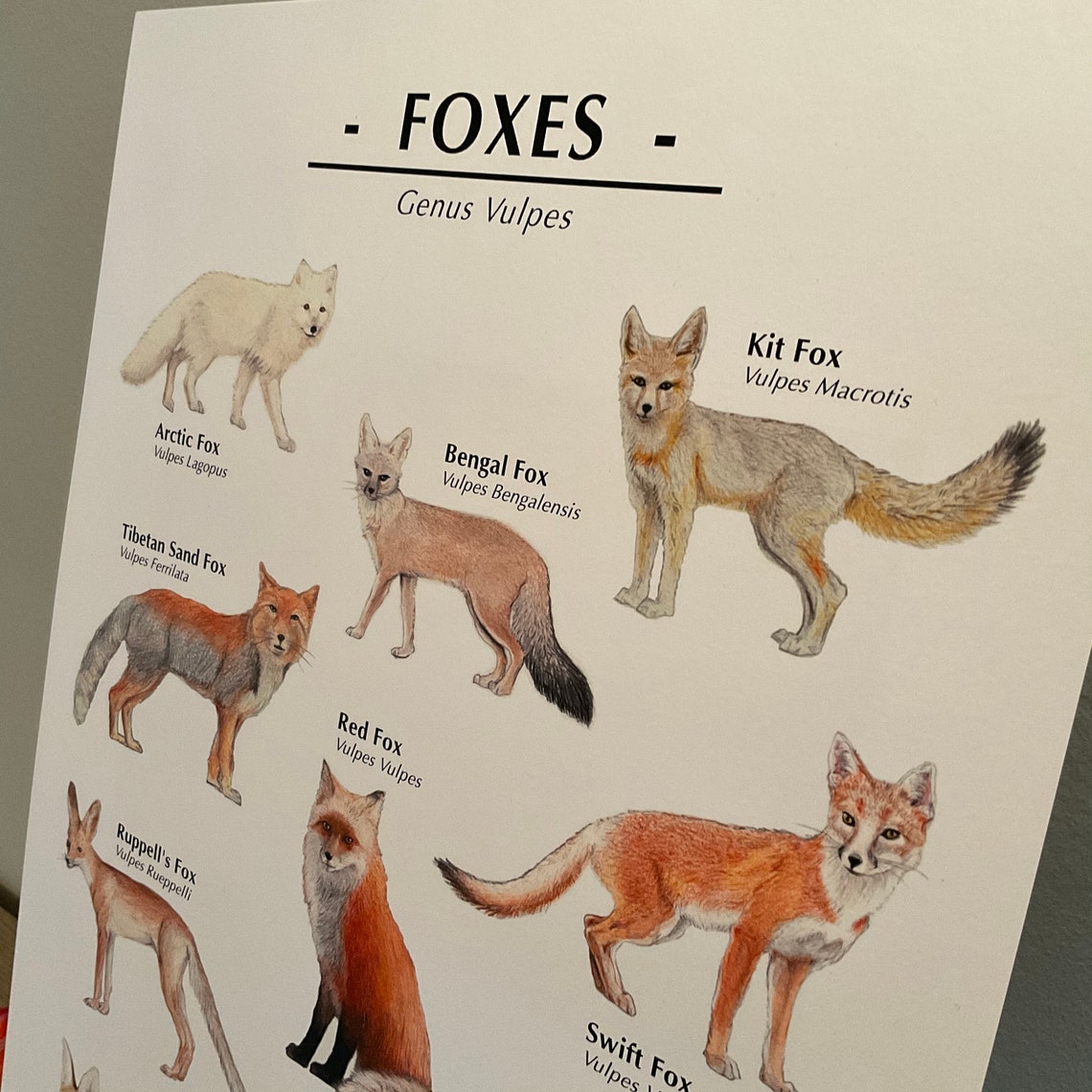 Fox Species Poster English | Fox Species | Scientific Animals Poster ...