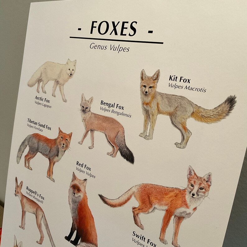 Fox Species Poster English | Fox Species | Scientific Animals Poster ...