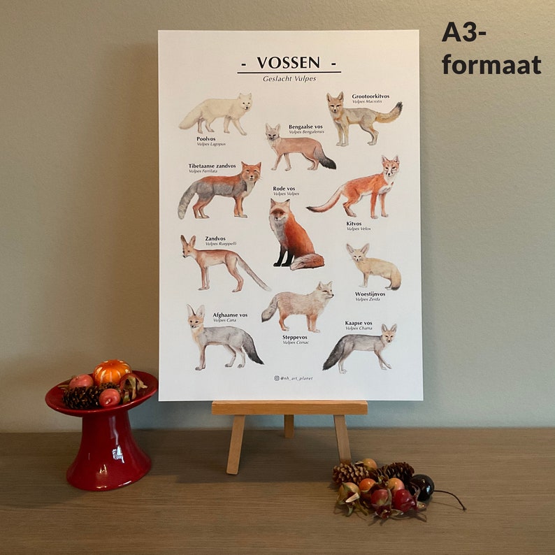 Fox Species Poster Dutch | Fox Species | Scientific Animals Poster ...