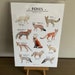 Fox Species Poster English | Fox Species | Scientific Animals Poster ...