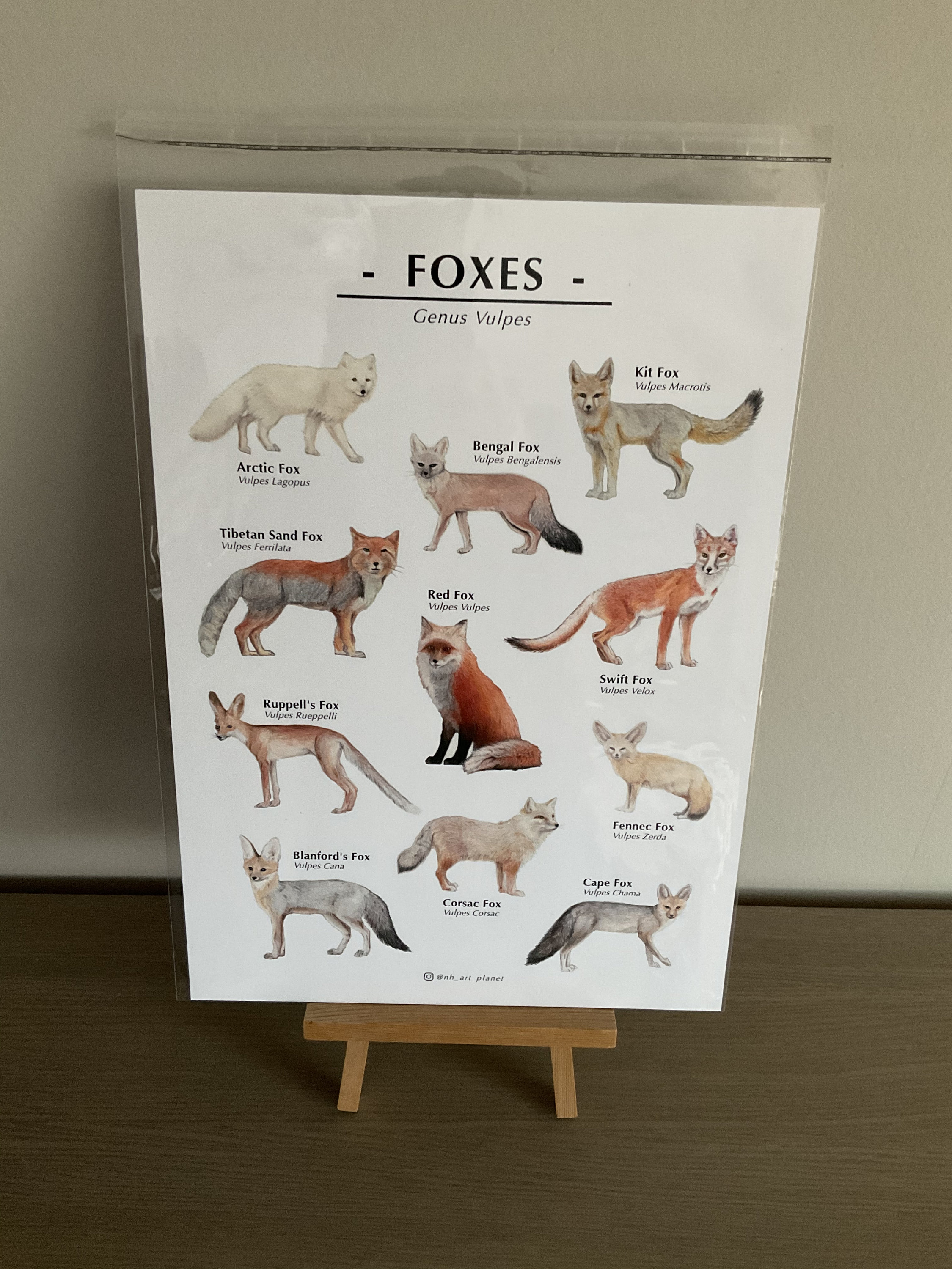 Fox Species Poster English | Fox Species | Scientific Animals Poster ...