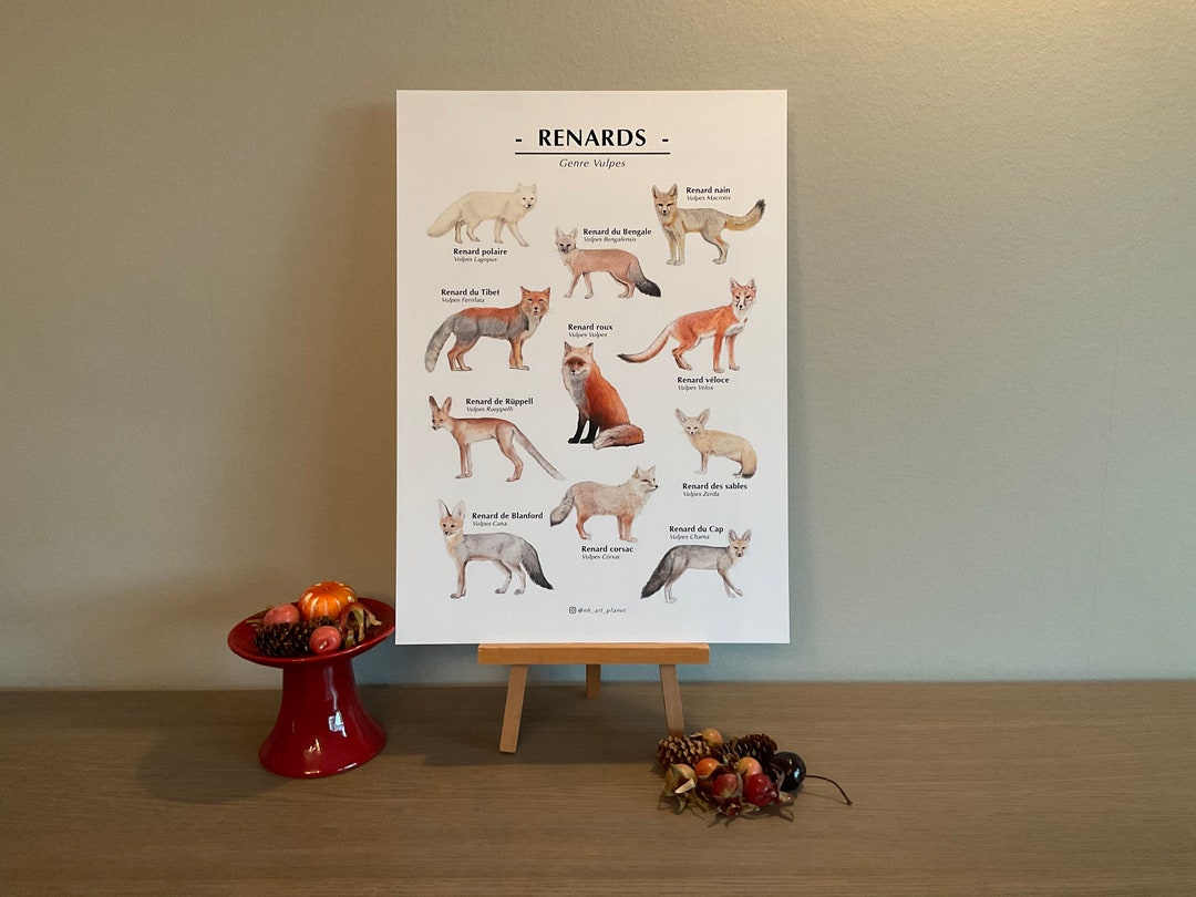 Fox Species Poster French Fox Species Scientific Animals Poster Animal ...