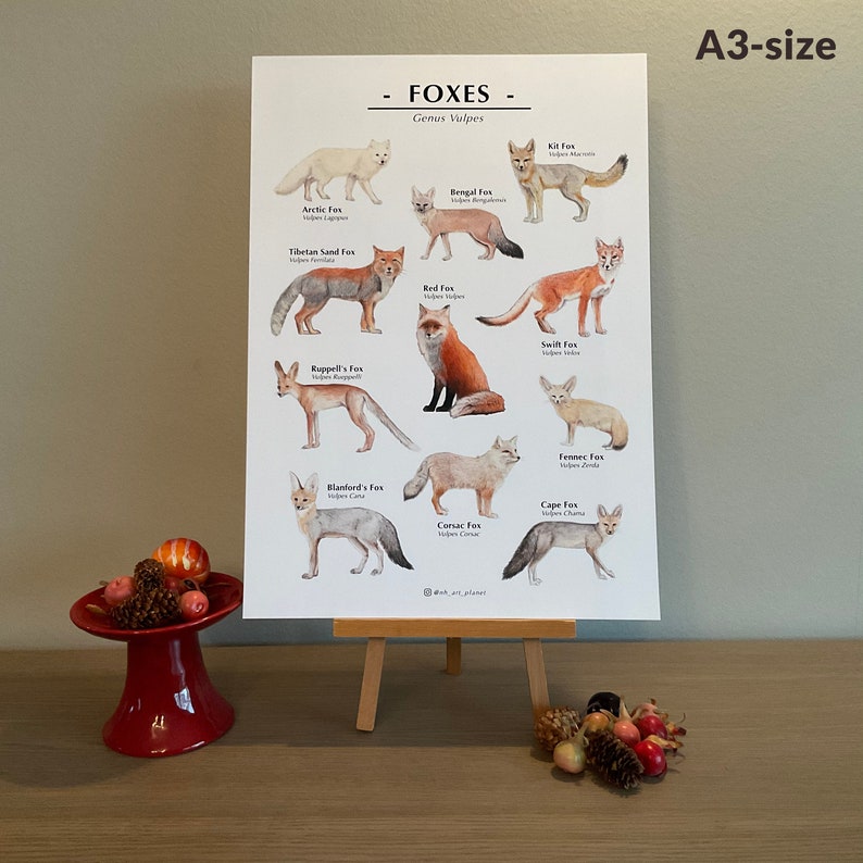 Fox Species Poster English | Fox Species | Scientific Animals Poster ...