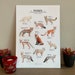 Fox Species Poster English | Fox Species | Scientific Animals Poster ...