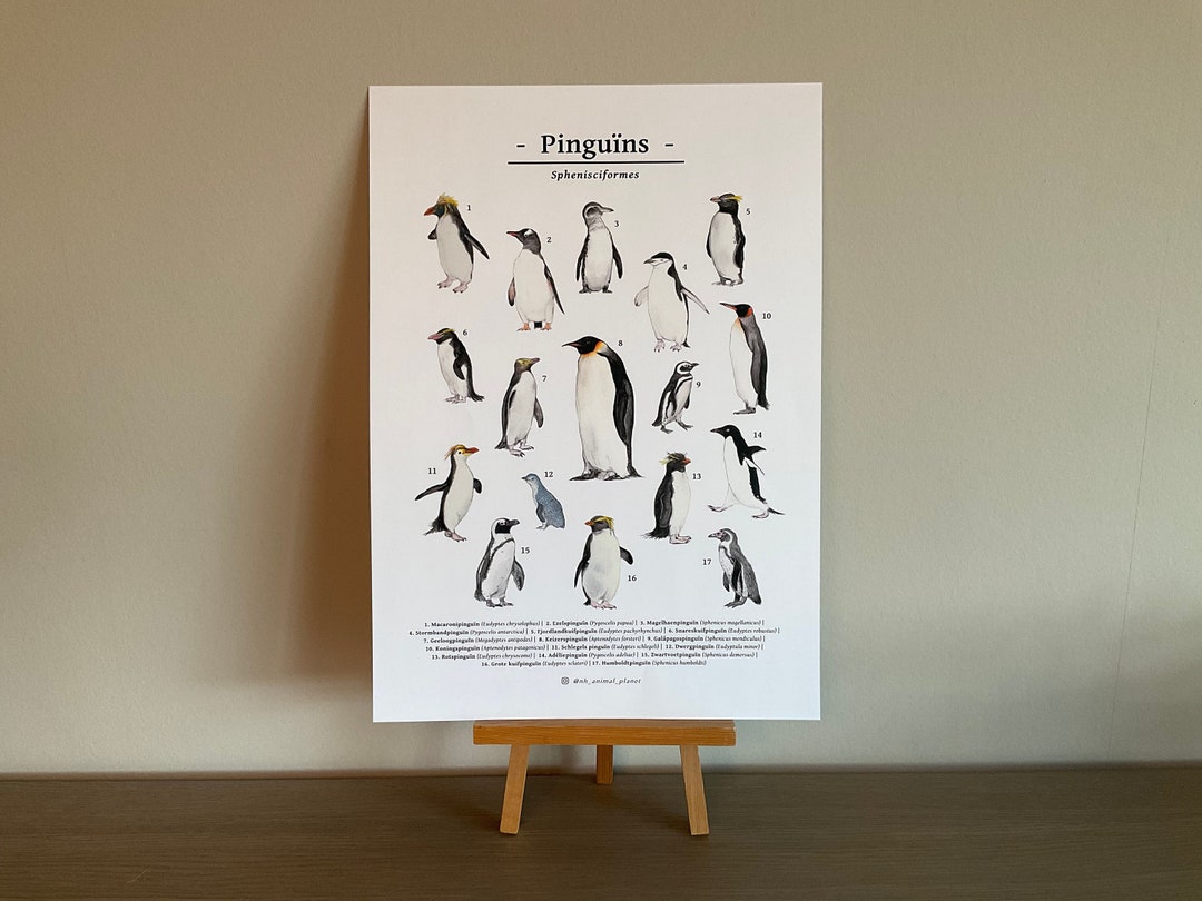 Penguin Species Poster Dutch Penguin Species Scientific Animals Poster ...