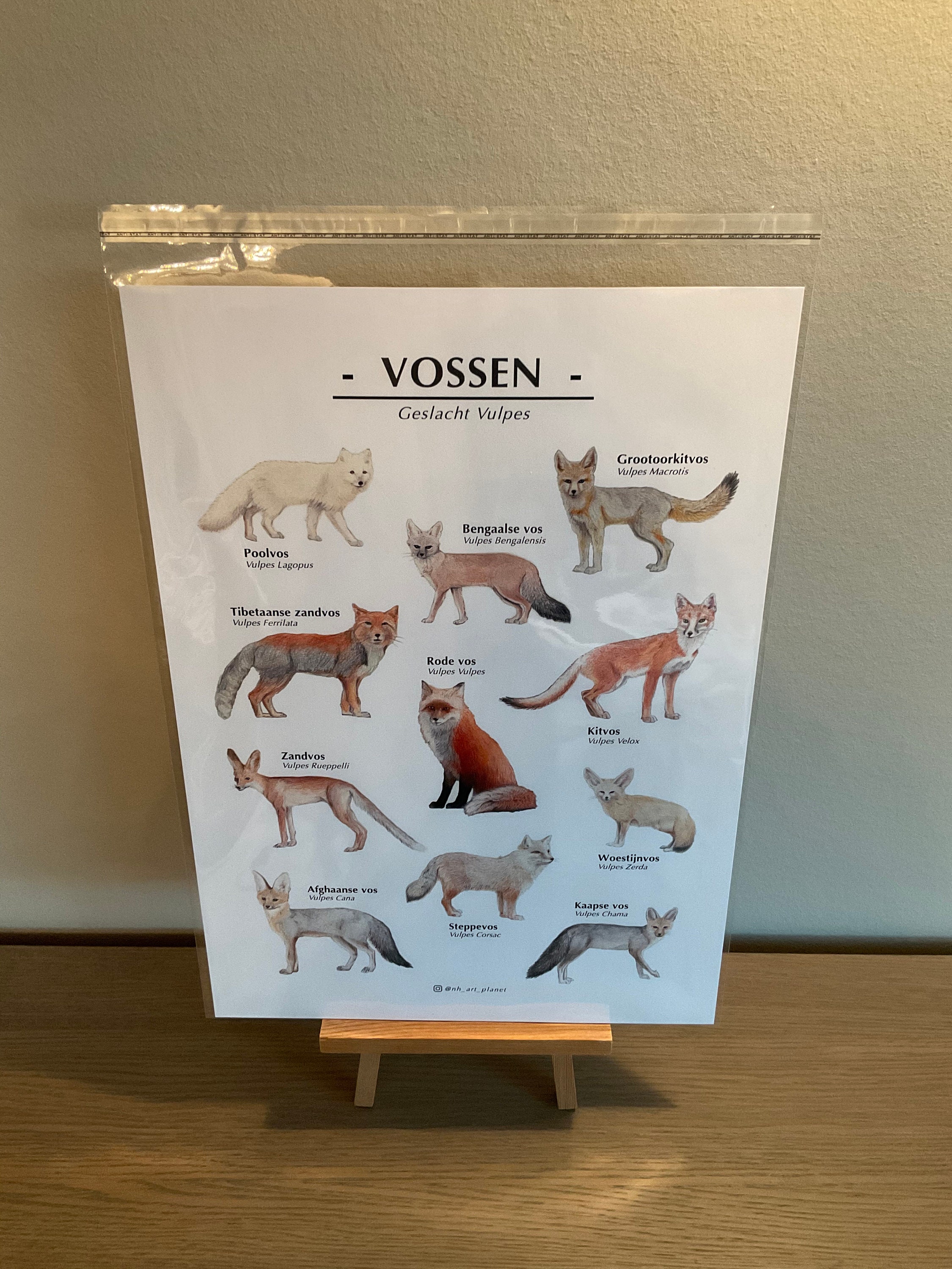 Fox Species Poster Dutch Fox Species Scientific Animals Poster Animal ...