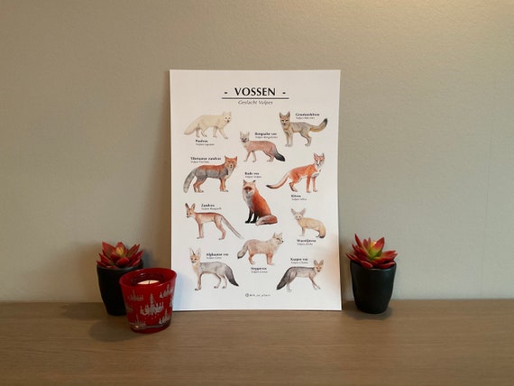 Fox Species Poster Dutch Fox Species Scientific Animals - Etsy UK