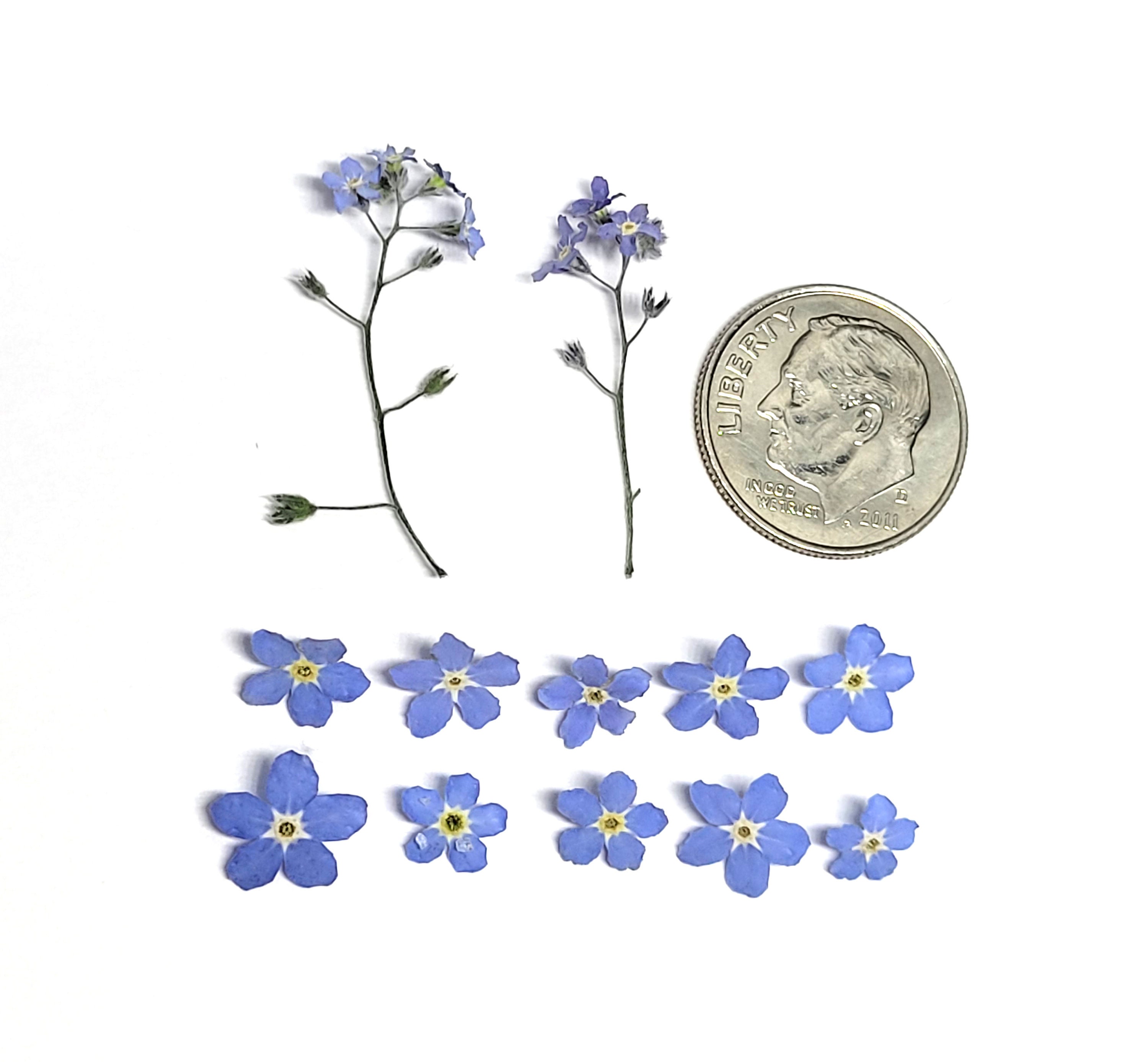 Organic Dried Forget Me Not Flowers and Stems - Etsy