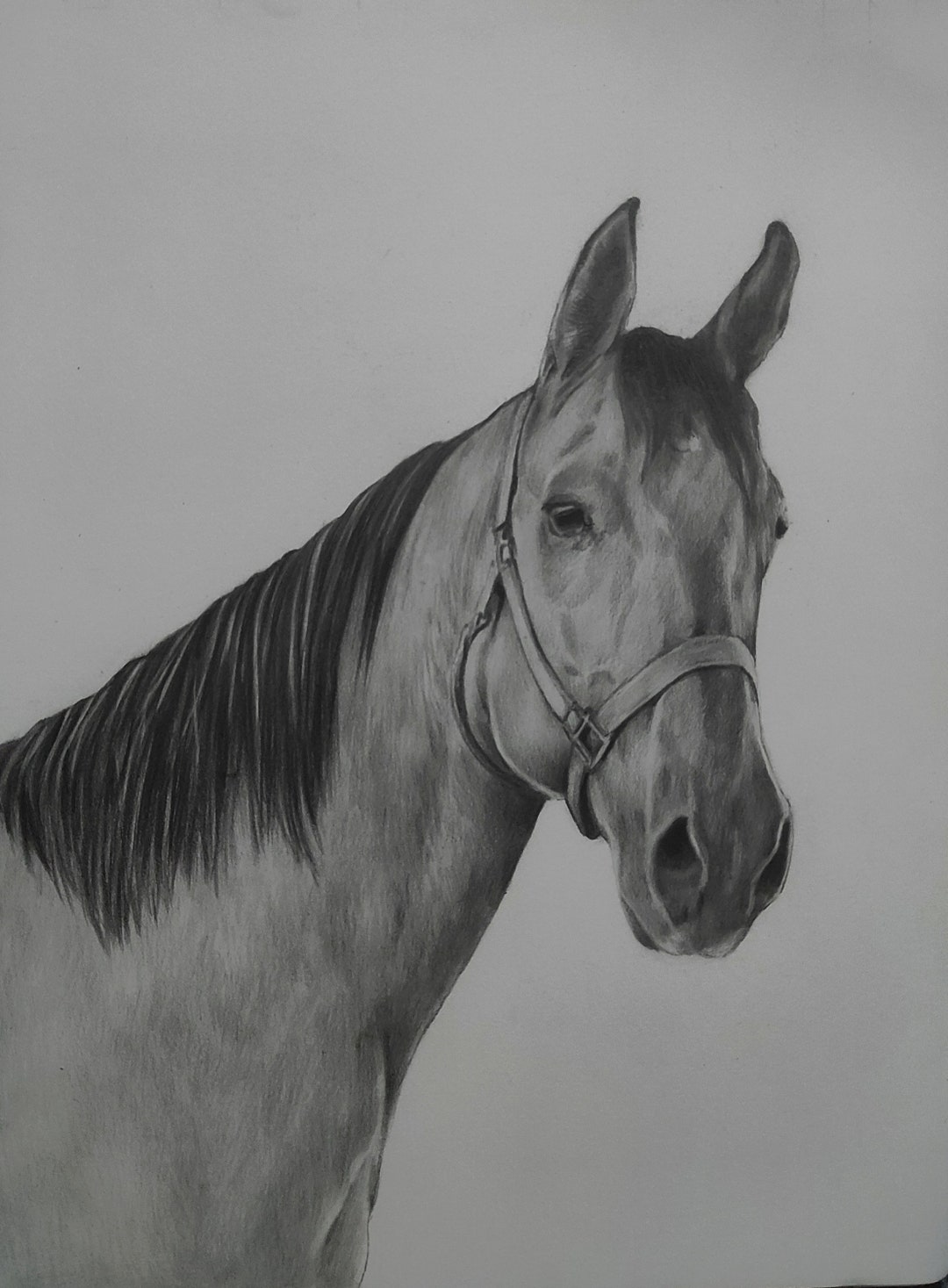 Custom Hand Drawn Graphite Horse Portrait From Photo, Personalized ...