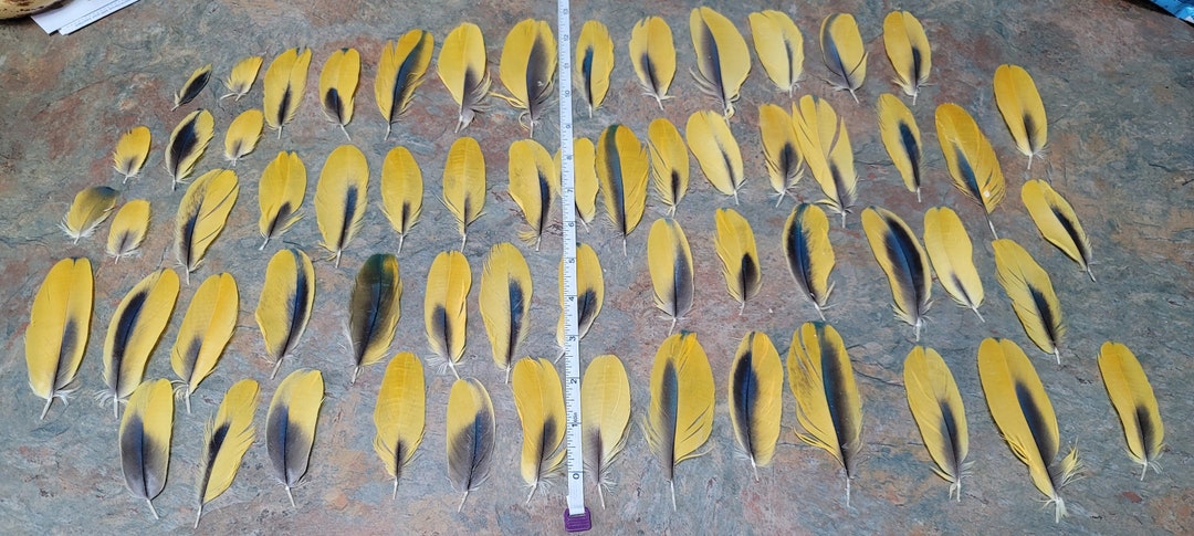 Yellow, Blue, Grey Secondary Macaw Parrot Wing Feathers - Etsy