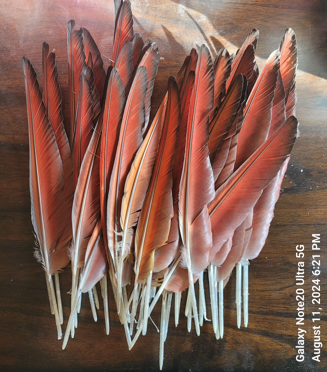 Greenwing Macaw Primary Red/blue Wing Feathers - Etsy