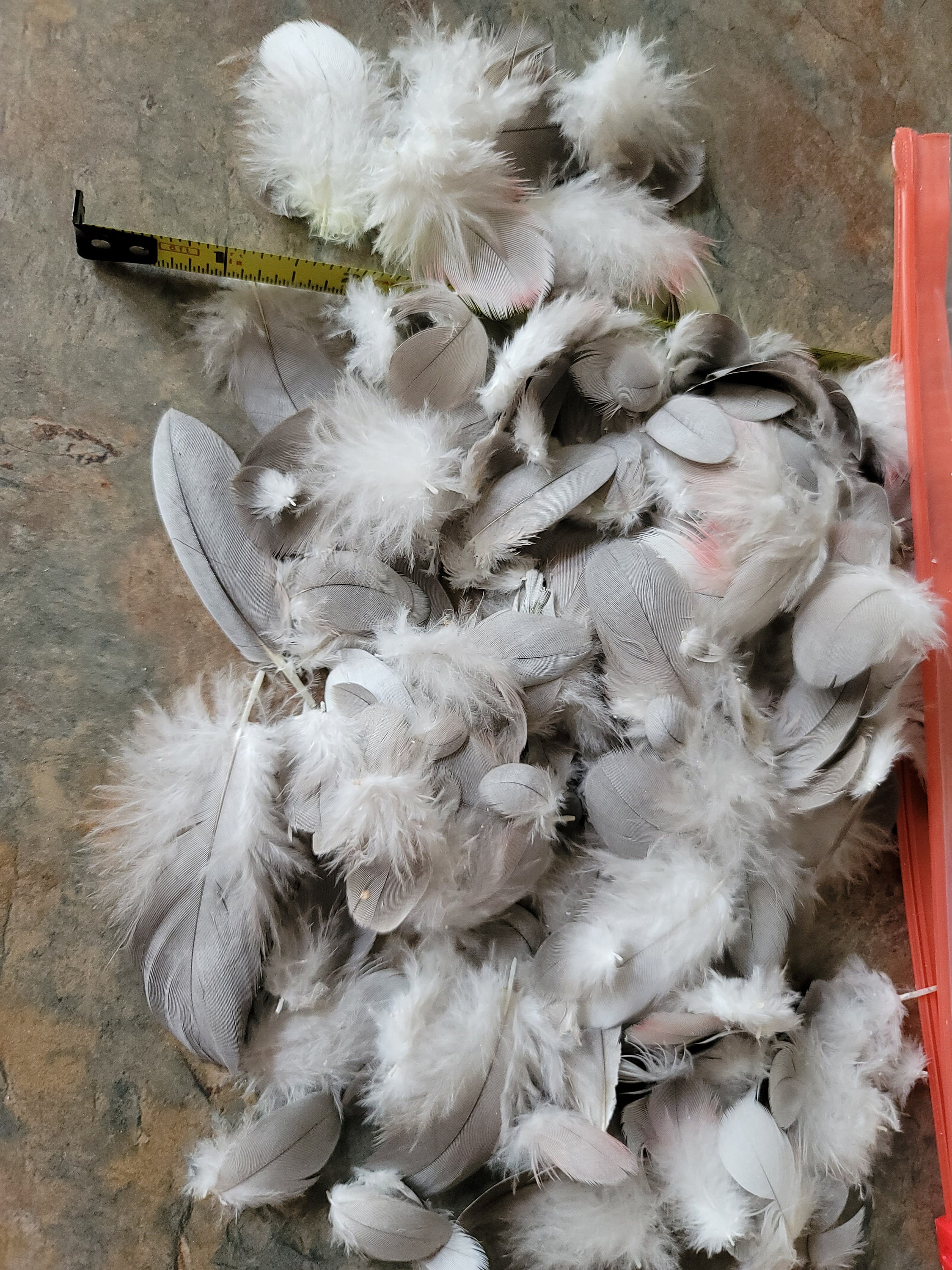 600 Gray Galah Rose Breasted Cockatoo Feathers BULK LISTING - Etsy