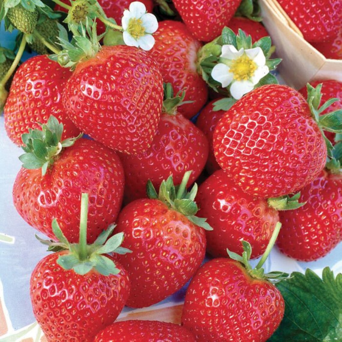 12-100 Evie-2 Everbearing Strawberry Plants-flavorful, High-yielding ...