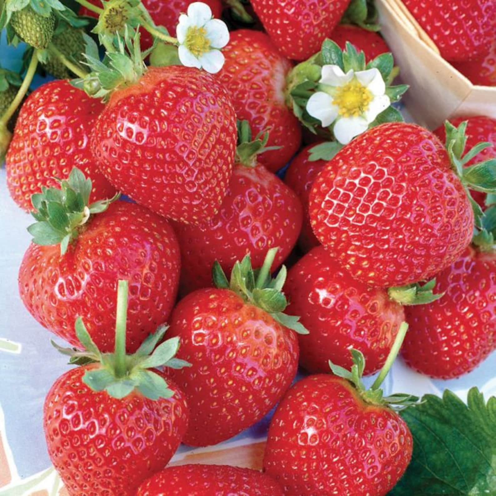 12 100 Evie 2 Everbearing Strawberry Plants Flavorful High Yielding