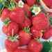 12-100 Evie-2 Everbearing Strawberry Plants-flavorful, High-yielding ...