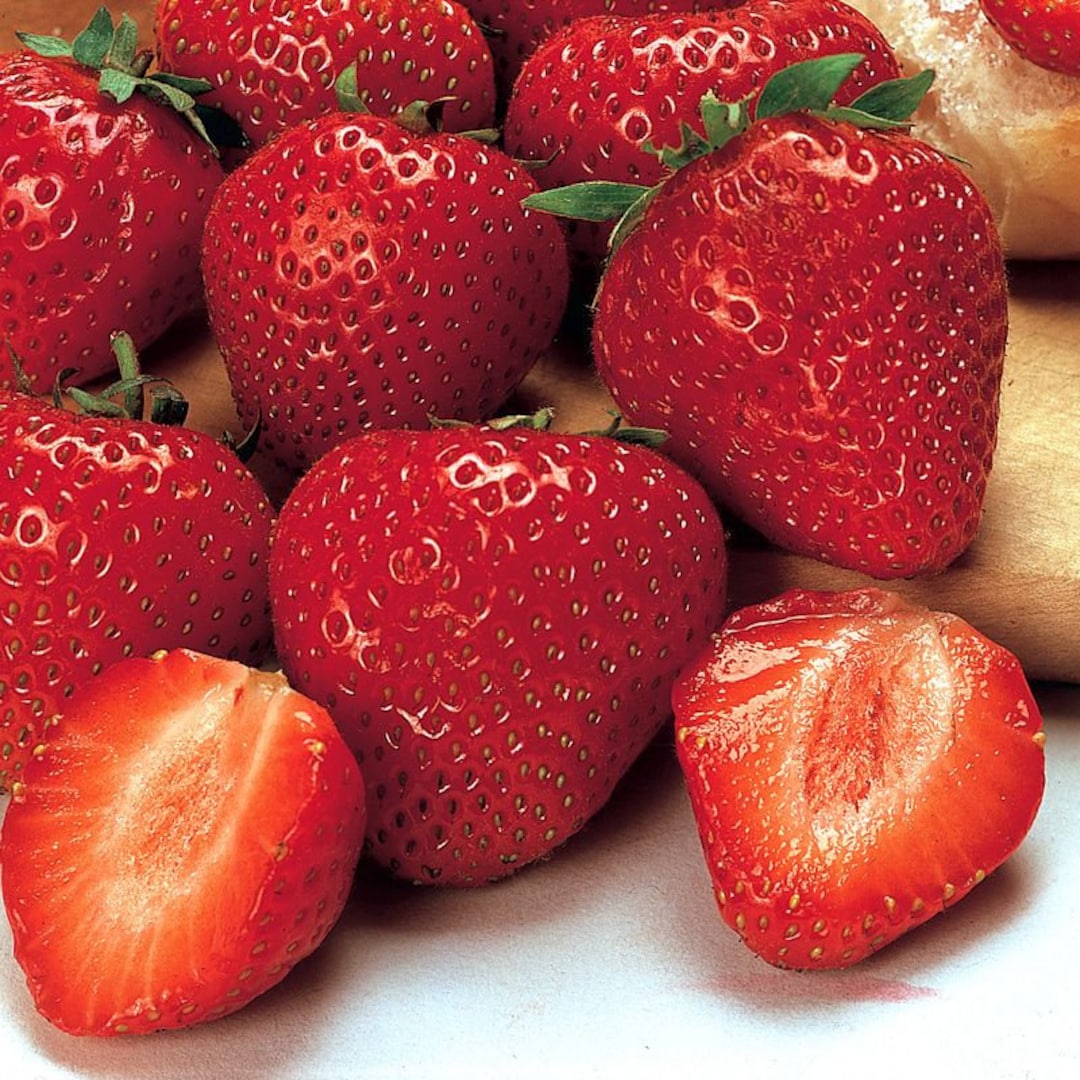 12-100 Earliglow Strawberry Plants-earliest, High-yielding Berry(pack ...