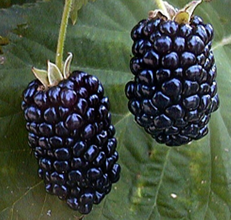 3 Natchez Thornless Blackberry Plants, High Yields of Large, Great Tasting Berries pack of 3 ...