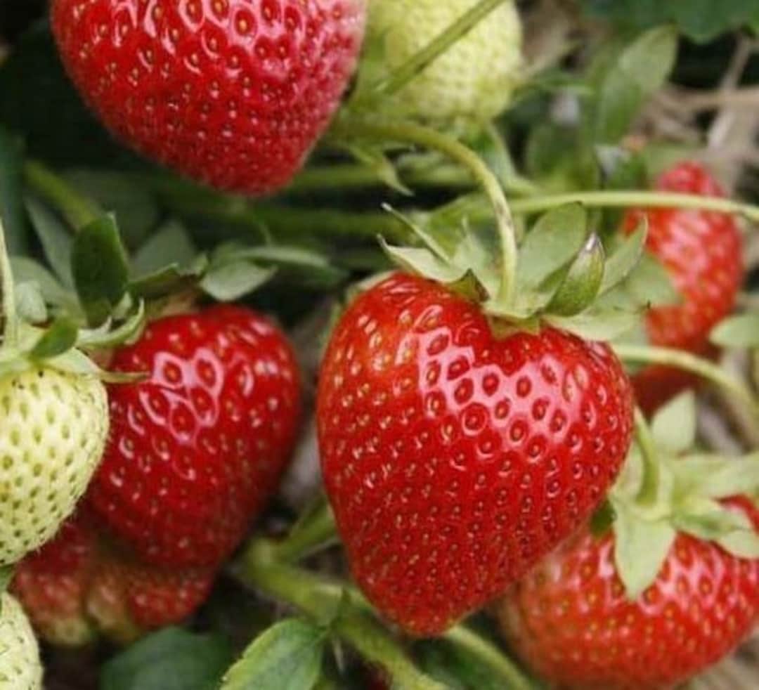 12-100 Strawberry Plants Jewel-superb Quality and Flavor (bundle of 12 ...