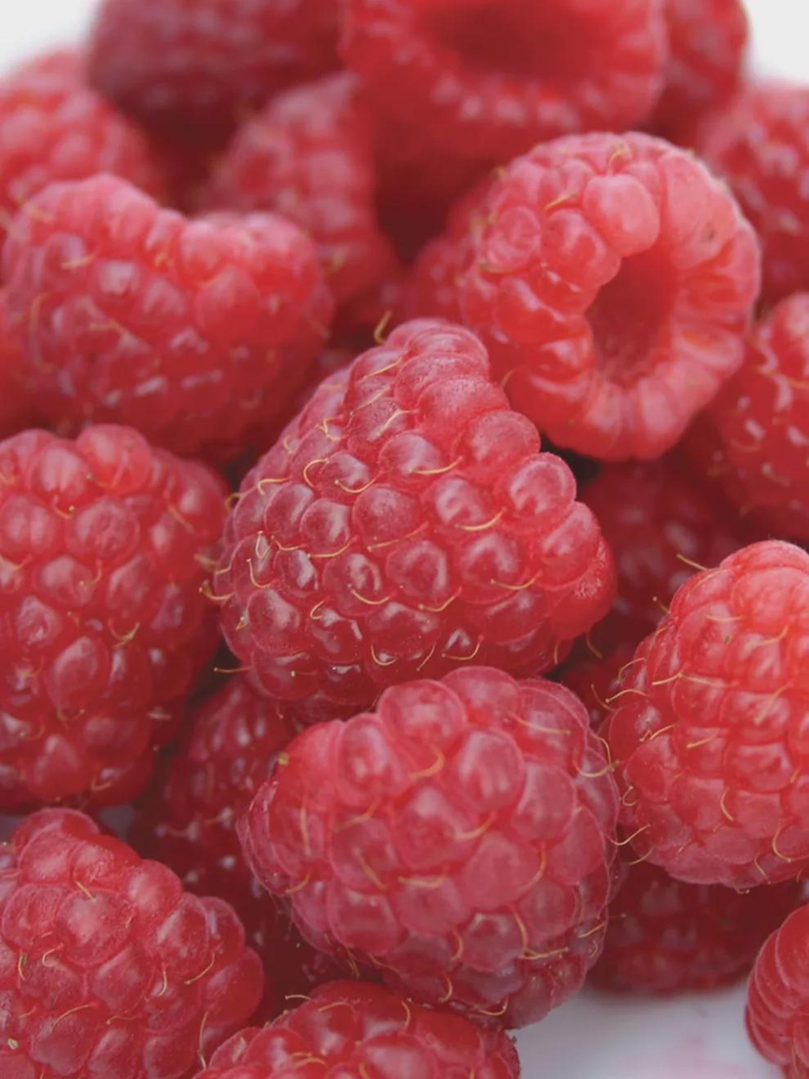 2 Raspberry Plants Joan J - Completely Thornless, Everbearing, High ...