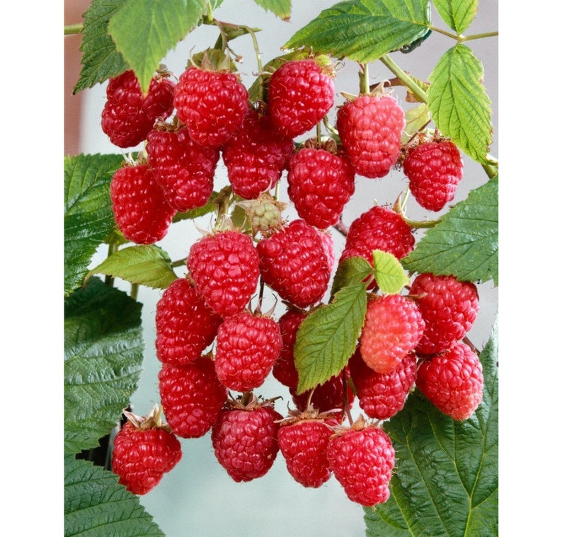 2 Raspberry 'himbo Top' - Extremely High-yielding Everbearing ( 2 Lrg 1 ...