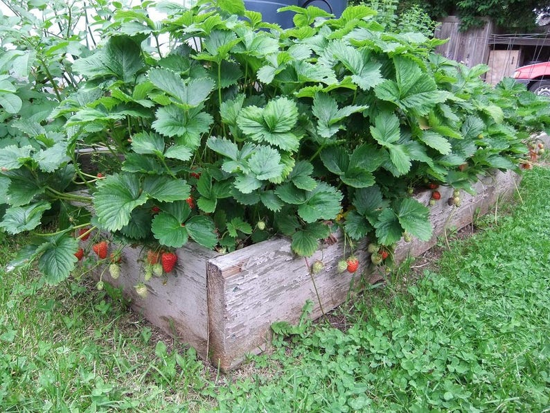 6 XL Evie-2 Everbearing Strawberry Plants- Flavorful, High-yielding ...