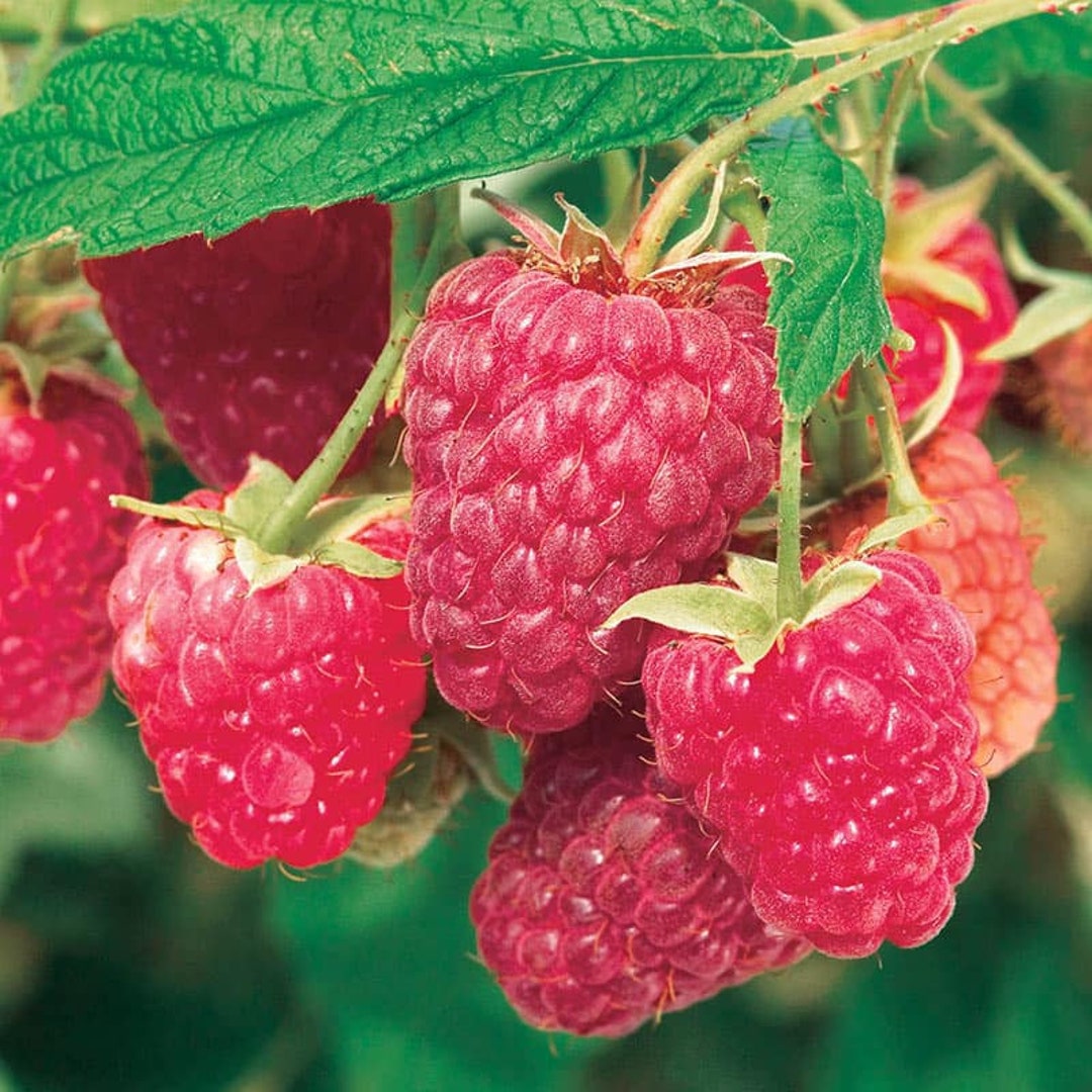 6 Raspberry Plants Caroline - Large Fruits, High-yielding (6 Lrg 1 Year ...