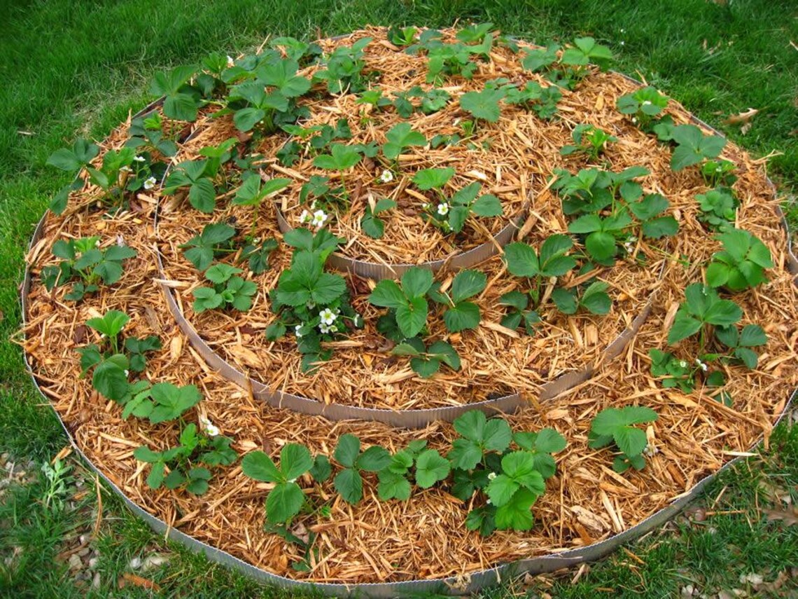 12-100 Evie-2 Everbearing Strawberry Plants-flavorful, High-yielding ...