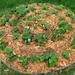 12-100 Evie-2 Everbearing Strawberry Plants-flavorful, High-yielding ...