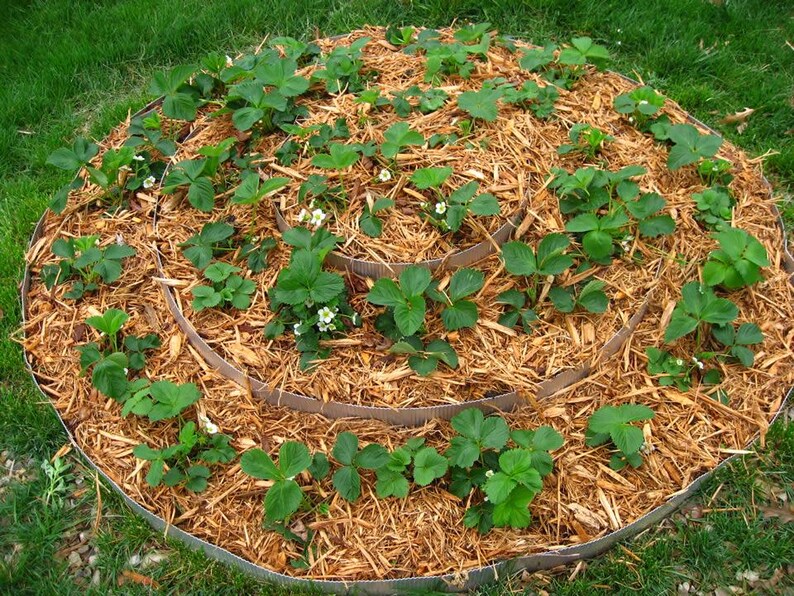 12-100 Evie-2 Everbearing Strawberry Plants-flavorful, High-yielding ...