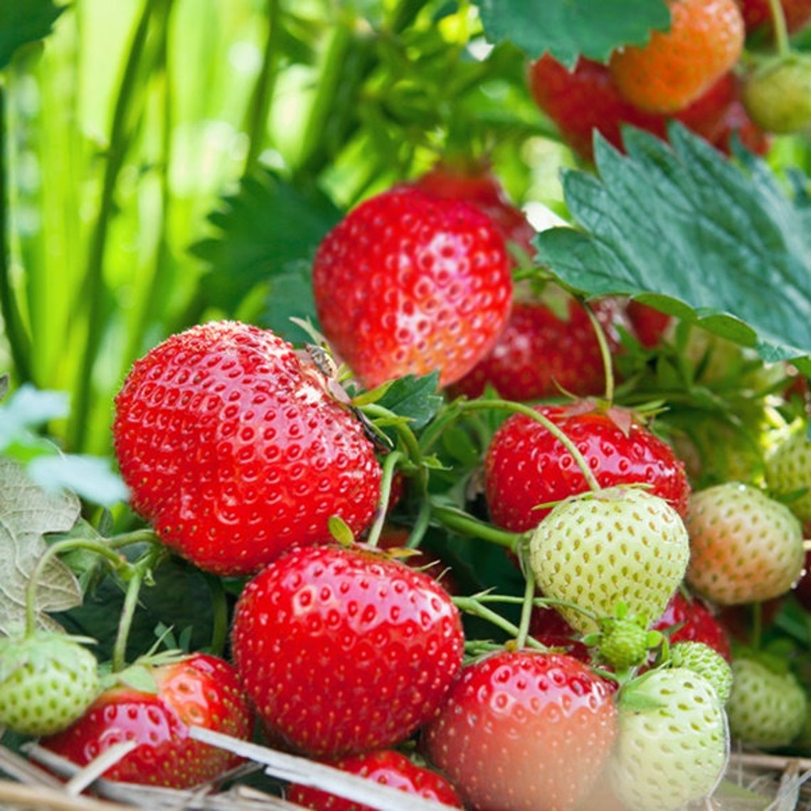 12-100 Evie-2 Everbearing Strawberry Plants-flavorful, High-yielding ...