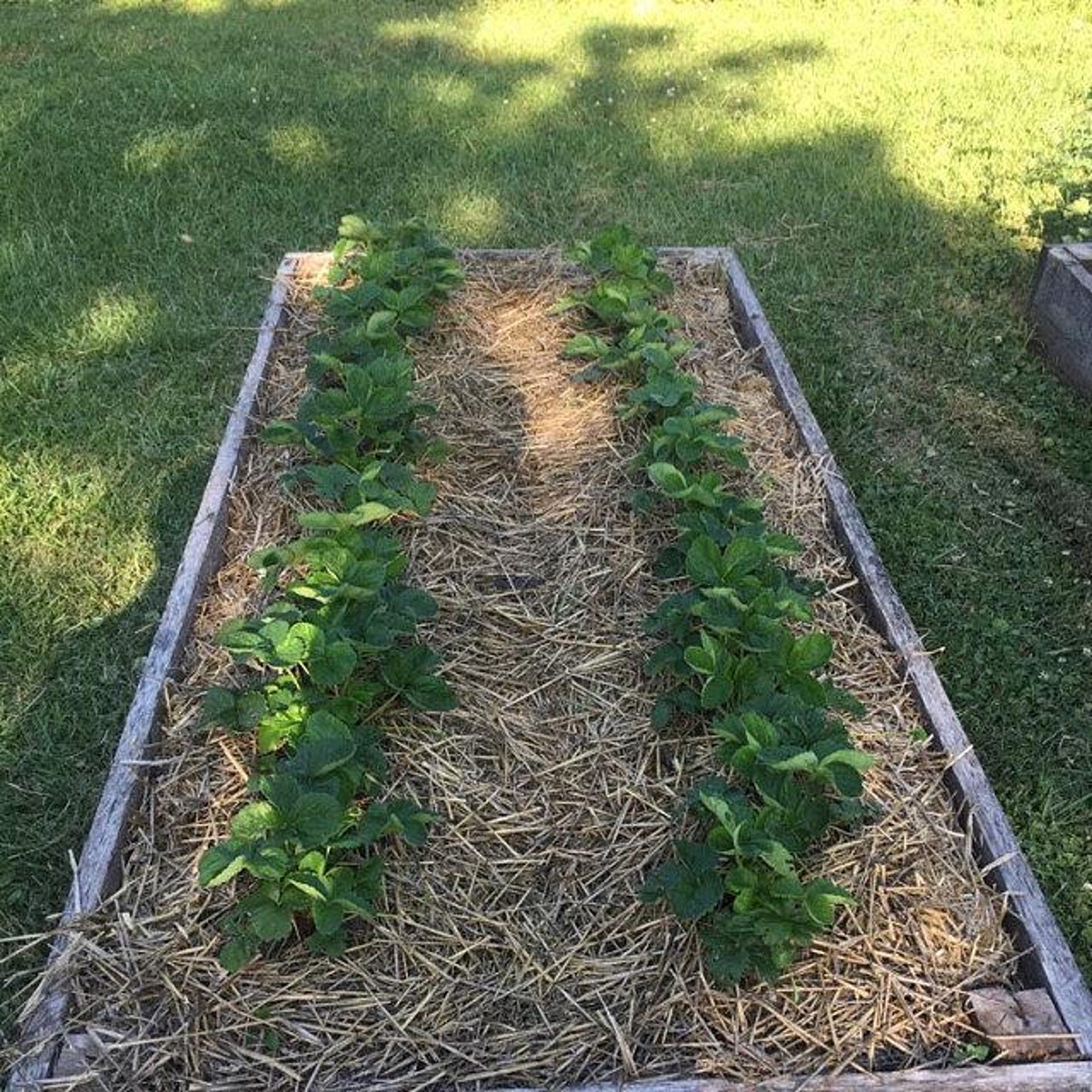 12-100 Evie-2 Everbearing Strawberry Plants-flavorful, High-yielding ...