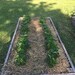 12-100 Evie-2 Everbearing Strawberry Plants-flavorful, High-yielding ...
