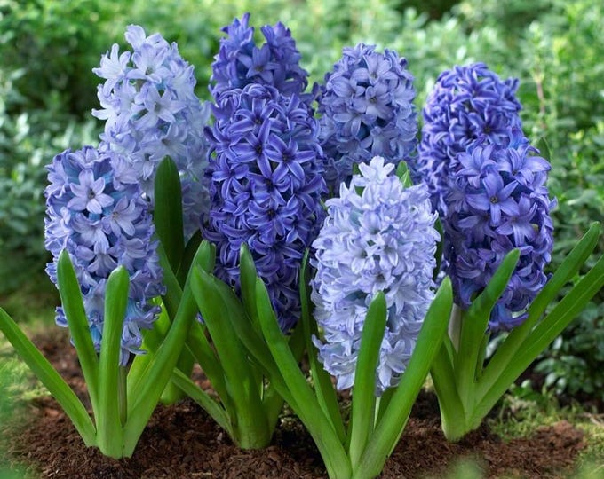 10 Hyacinth Bulbs-"mix of Blue" (pack of 10 Bulbs) Fragrant, Perennial ...