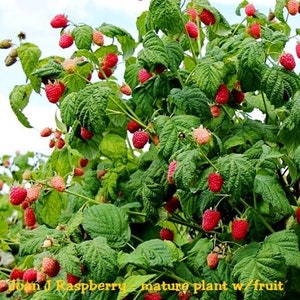 2 Raspberry Plants Joan J - Completely Thornless, Everbearing, High ...